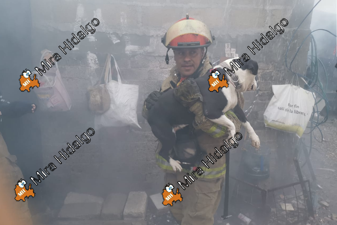 Bomberos de Pachuca rescatan a 2 perros en incendio de vivienda - Mira ...
