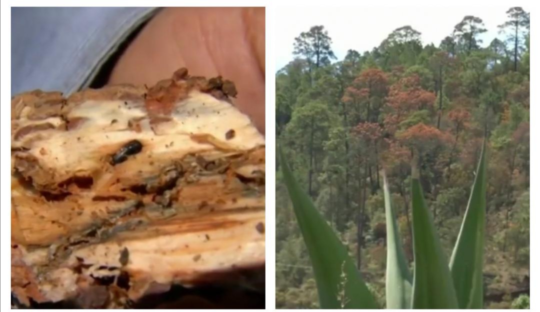 VIDEO: Plaga de escarabajos acaba con más de 3 mil árboles en ...