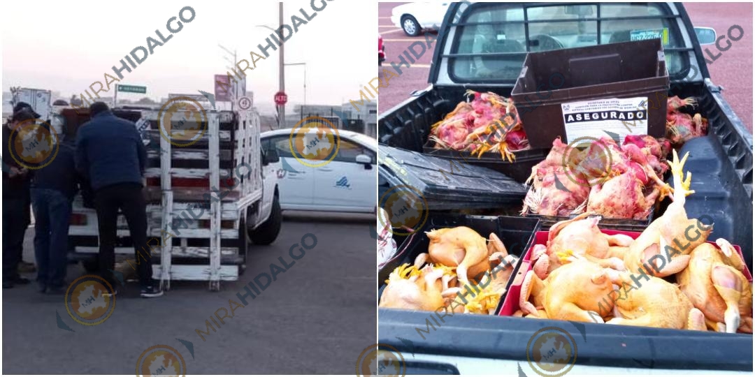 Realizan operativo para evitar ingreso de pollo podrido a Pachuca ...