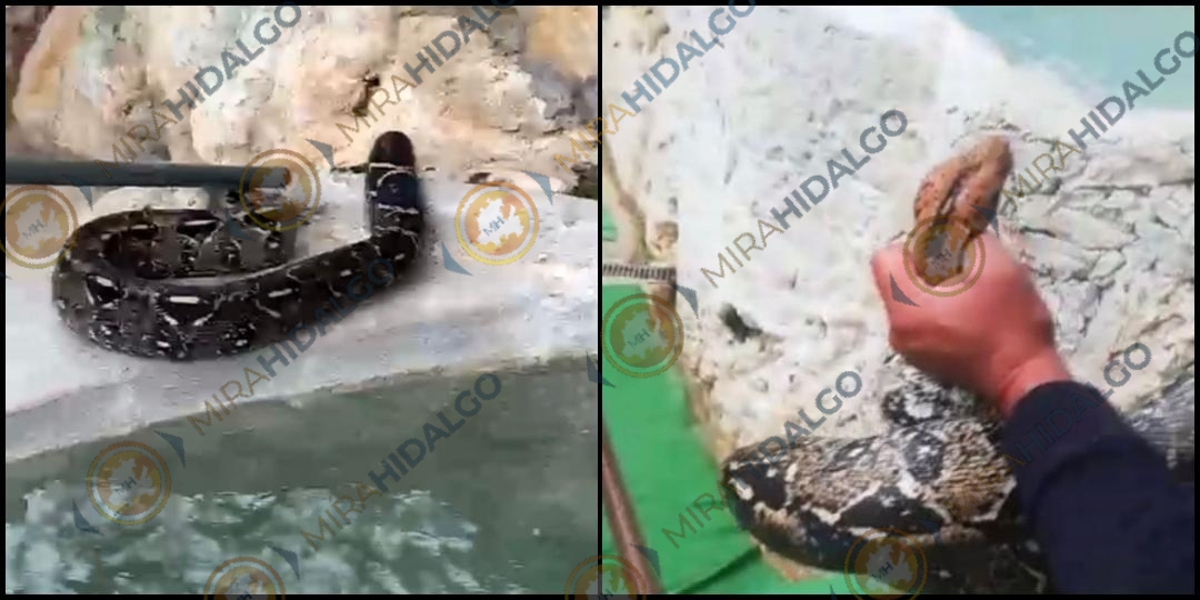 Enorme víbora sale a darse un baño en las Grutas de Tolantongo - Mira ...