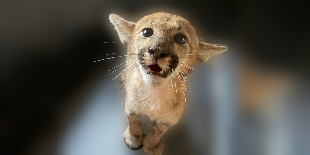 Actopan cuenta con su primer cachorro de puma - Mira Hidalgo